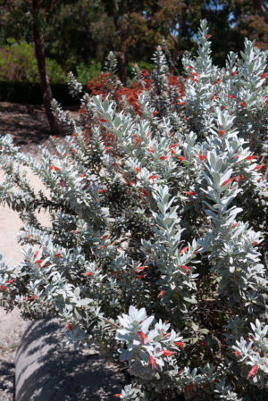 Drought Hardy Emu Bush – Mallee Design