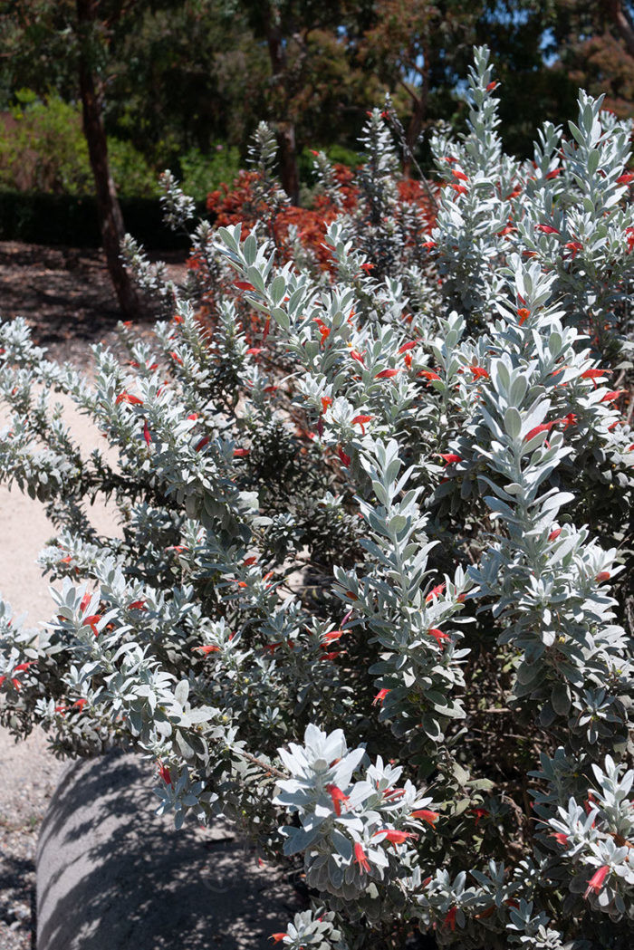 Drought Hardy Emu Bush – Mallee Design