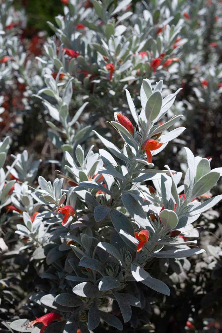 Drought Hardy Emu Bush – Mallee Design