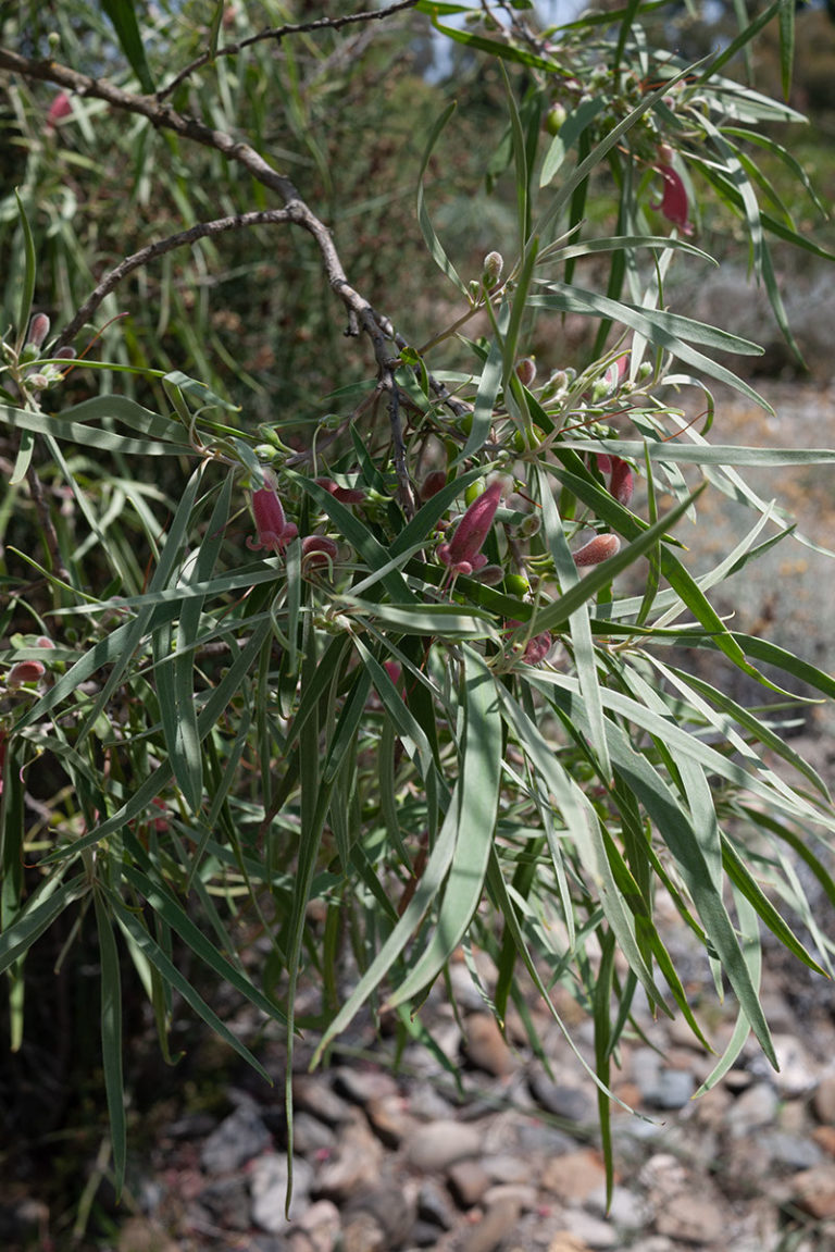 Drought Hardy Emu Bush – Mallee Design