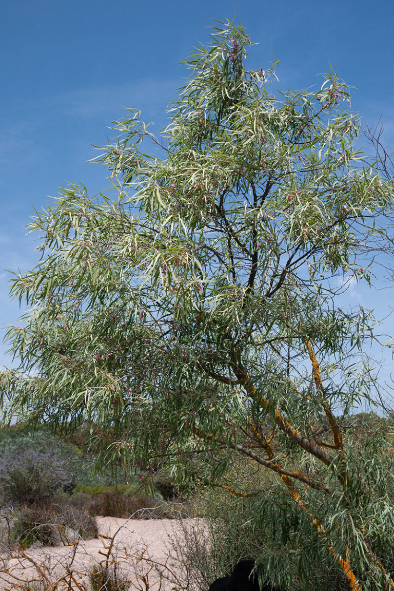 The small tree Emu Bush: Eremophila longifolia – Mallee Design
