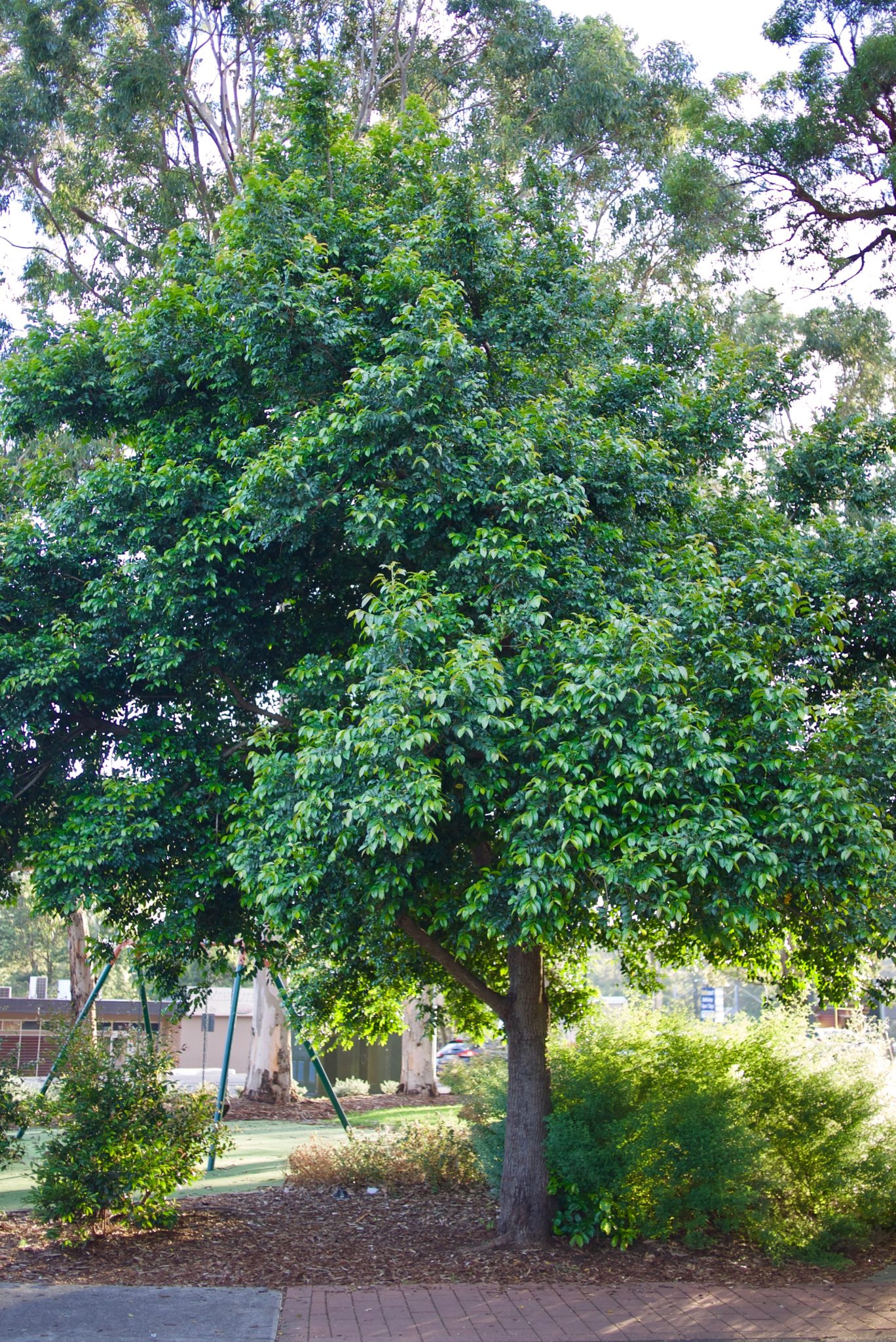 An under-utilised native tree: Glochidion ferdinandi – Mallee Design