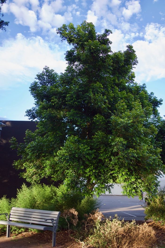 An under-utilised native tree: Glochidion ferdinandi – Mallee Design