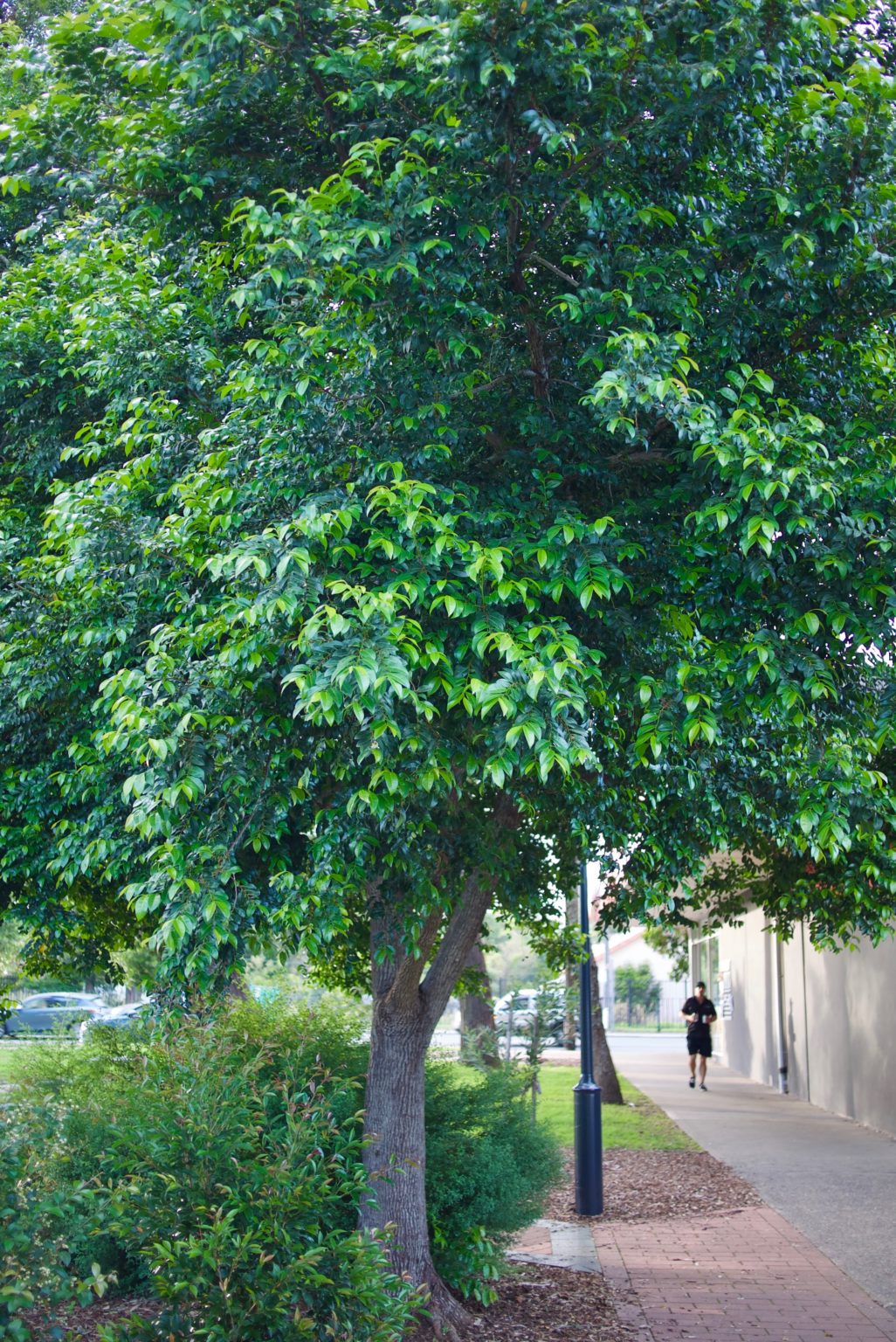 An under-utilised native tree: Glochidion ferdinandi – Mallee Design