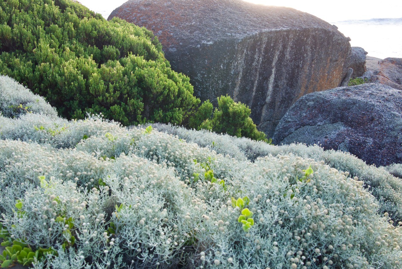 A Favourite Coastal Heathland Plant: Leucopogon parviflorus – Mallee Design