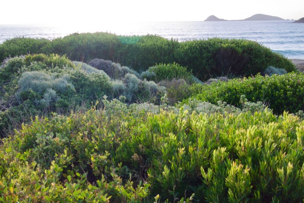 A Favourite Coastal Heathland Plant: Leucopogon parviflorus – Mallee Design