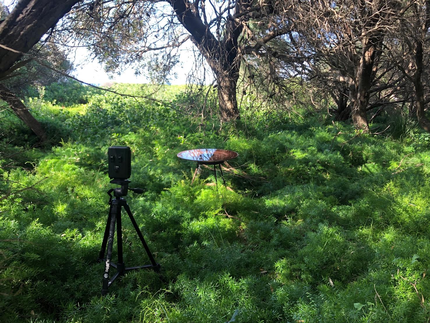 Camera Trap Basics for Bird-Spotters – Mallee Design