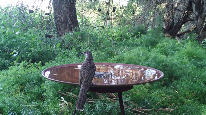 Camera Trap Basics for Bird-Spotters – Mallee Design