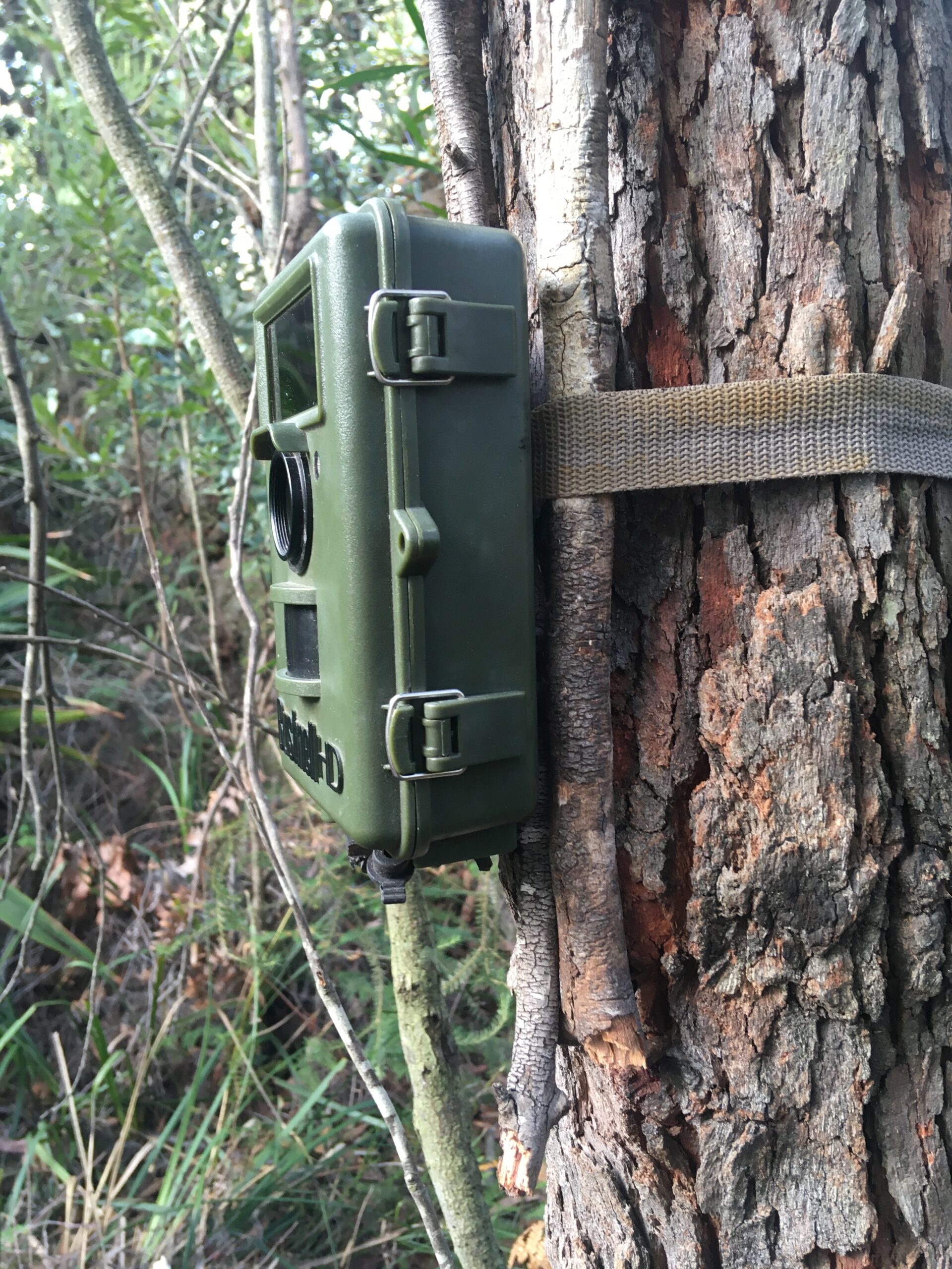 Camera Trap Basics for Bird-Spotters – Mallee Design