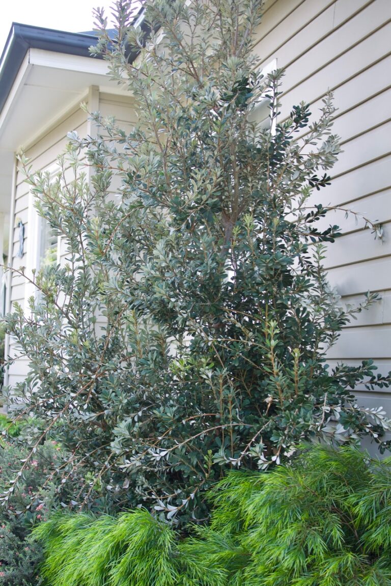 Trialling Banksia ‘Sentinel’ – Mallee Design