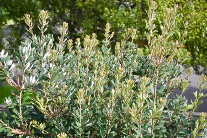Trialling Banksia ‘Sentinel’ – Mallee Design