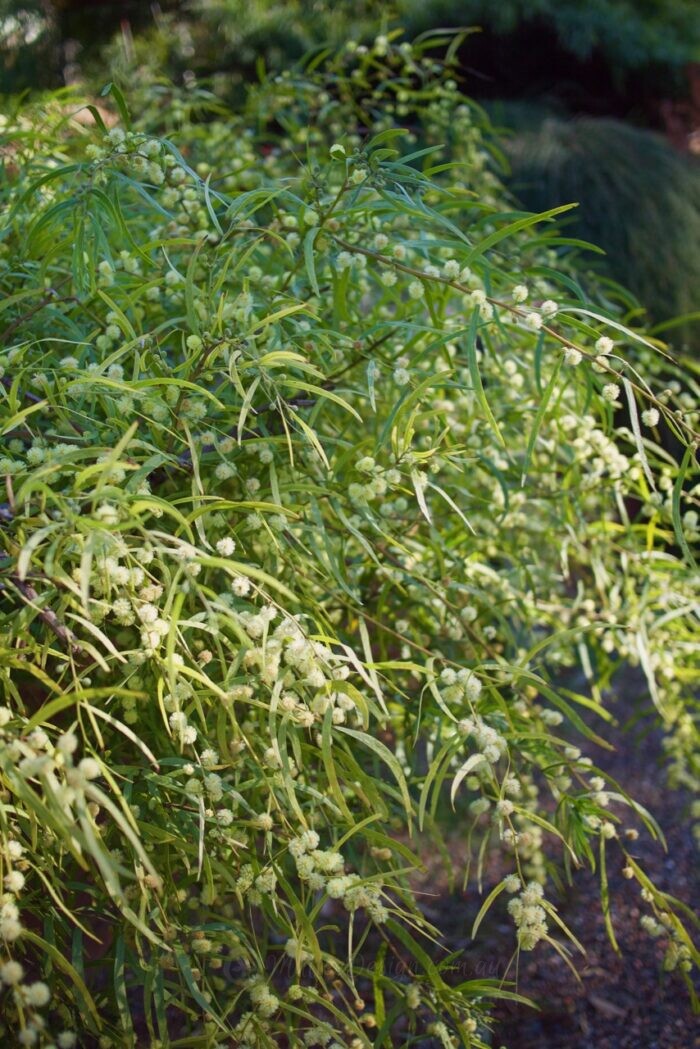 Happy National Wattle Day! Acacia leprosa ‘Weeping Form’ – Mallee Design