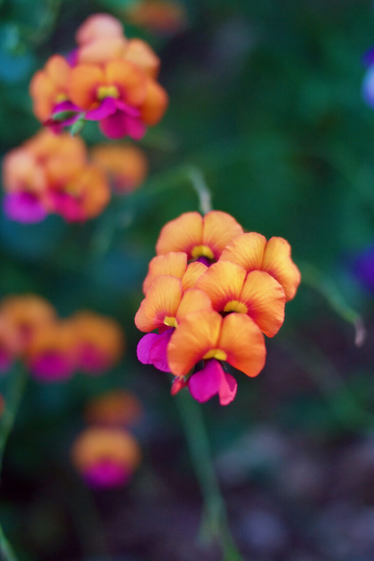 The Partying Pea: Chorizema cordatum – Mallee Design