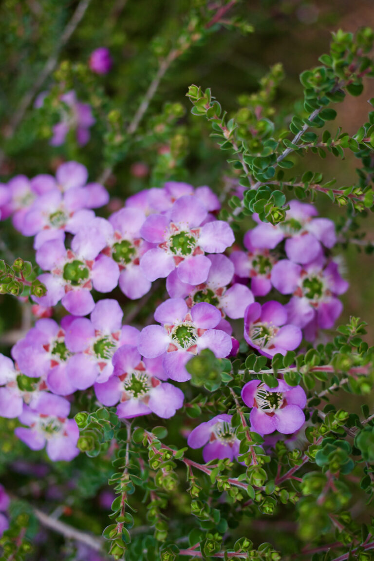 The densely layered Leptospermum rotundifolium ‘Julie Ann’ – Mallee Design