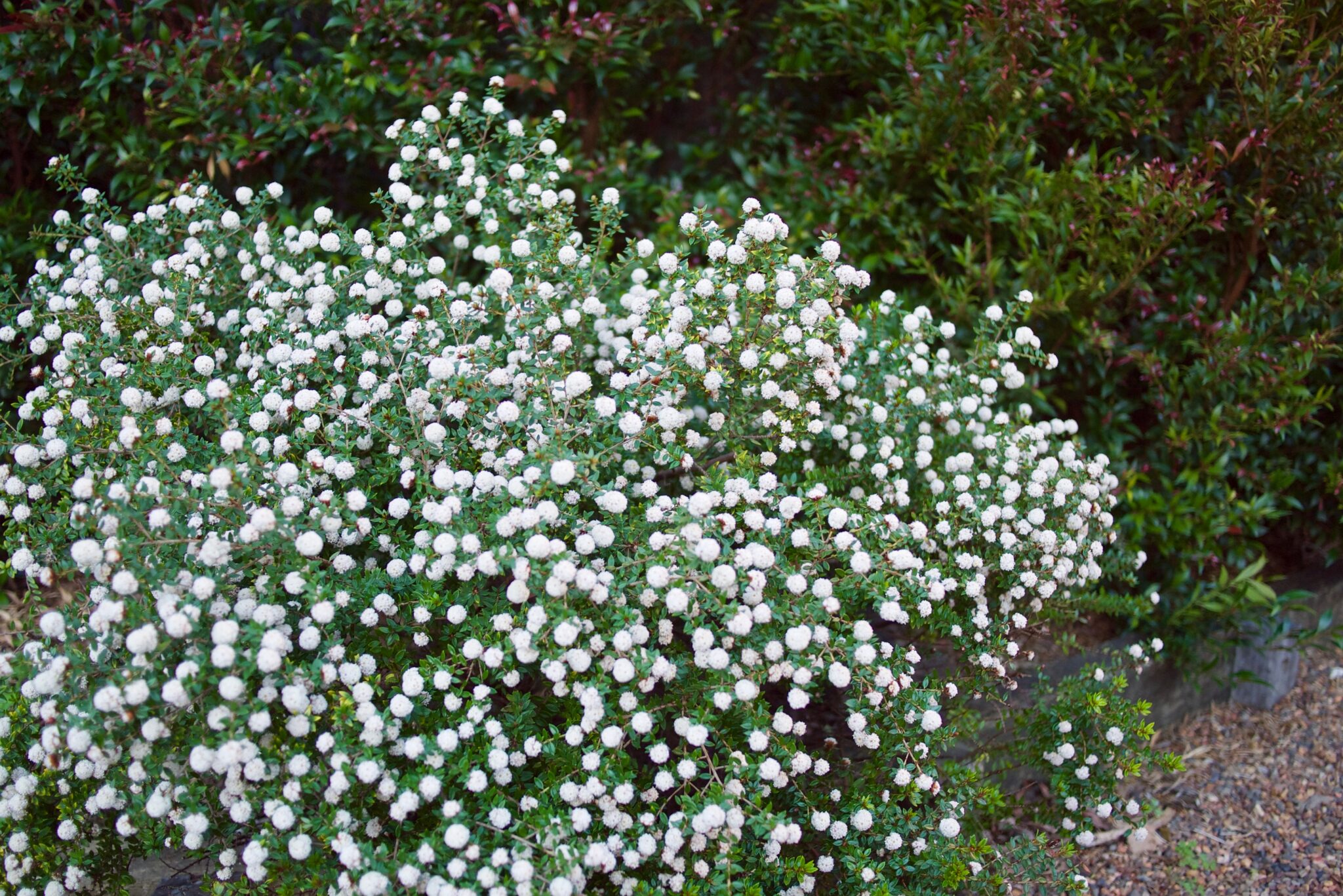Something a little different: Stenanthemum scortechinii – Mallee Design