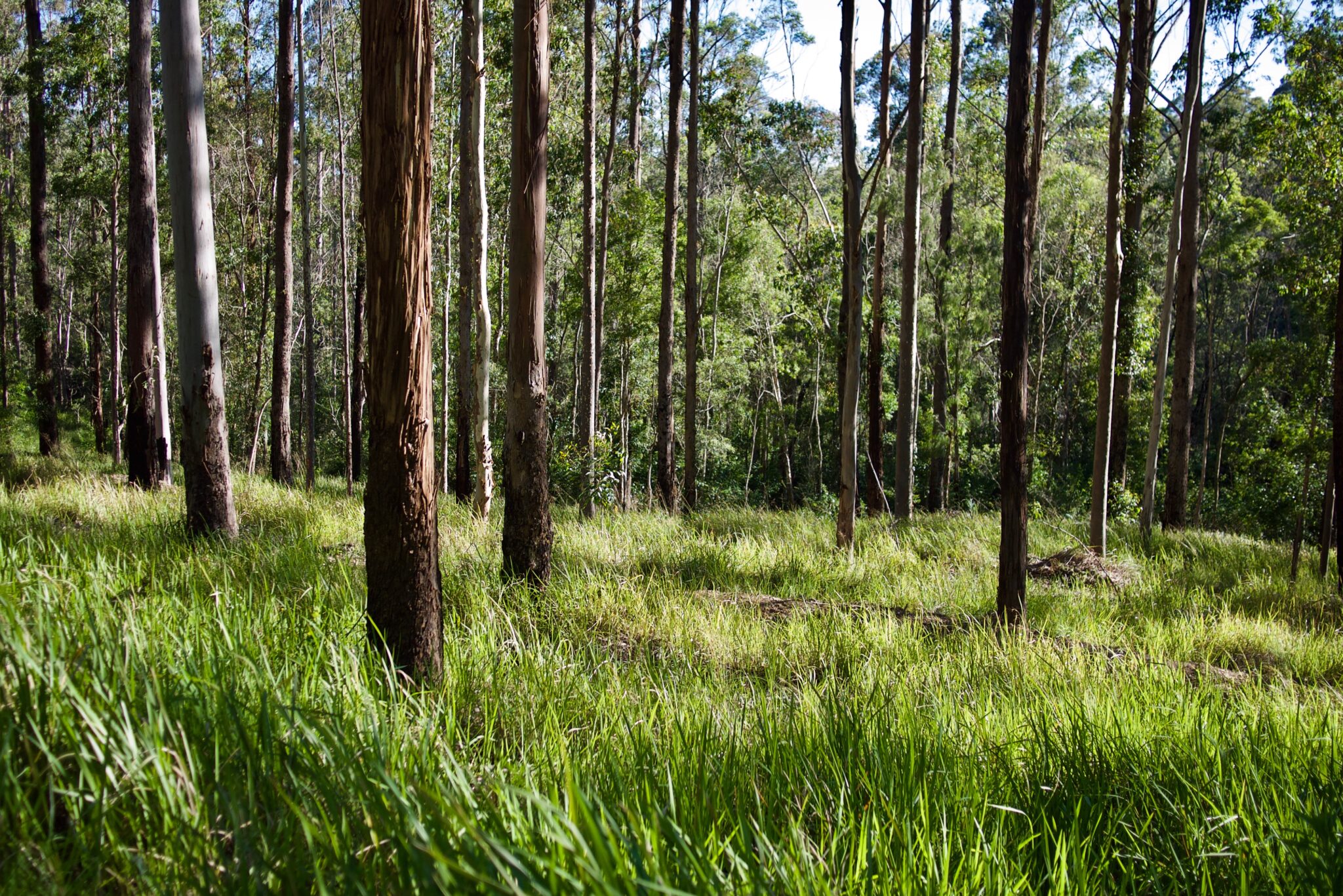 Back from a Bird Language Retreat – Mallee Design