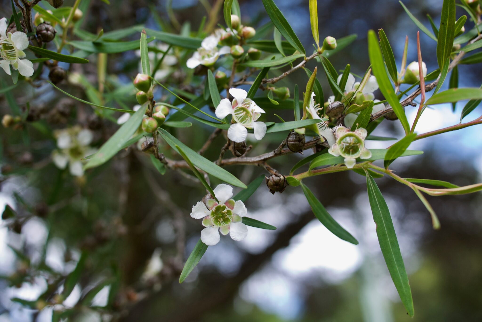 Small Scented Shade Tree: Leptospermum petersonii – Mallee Design