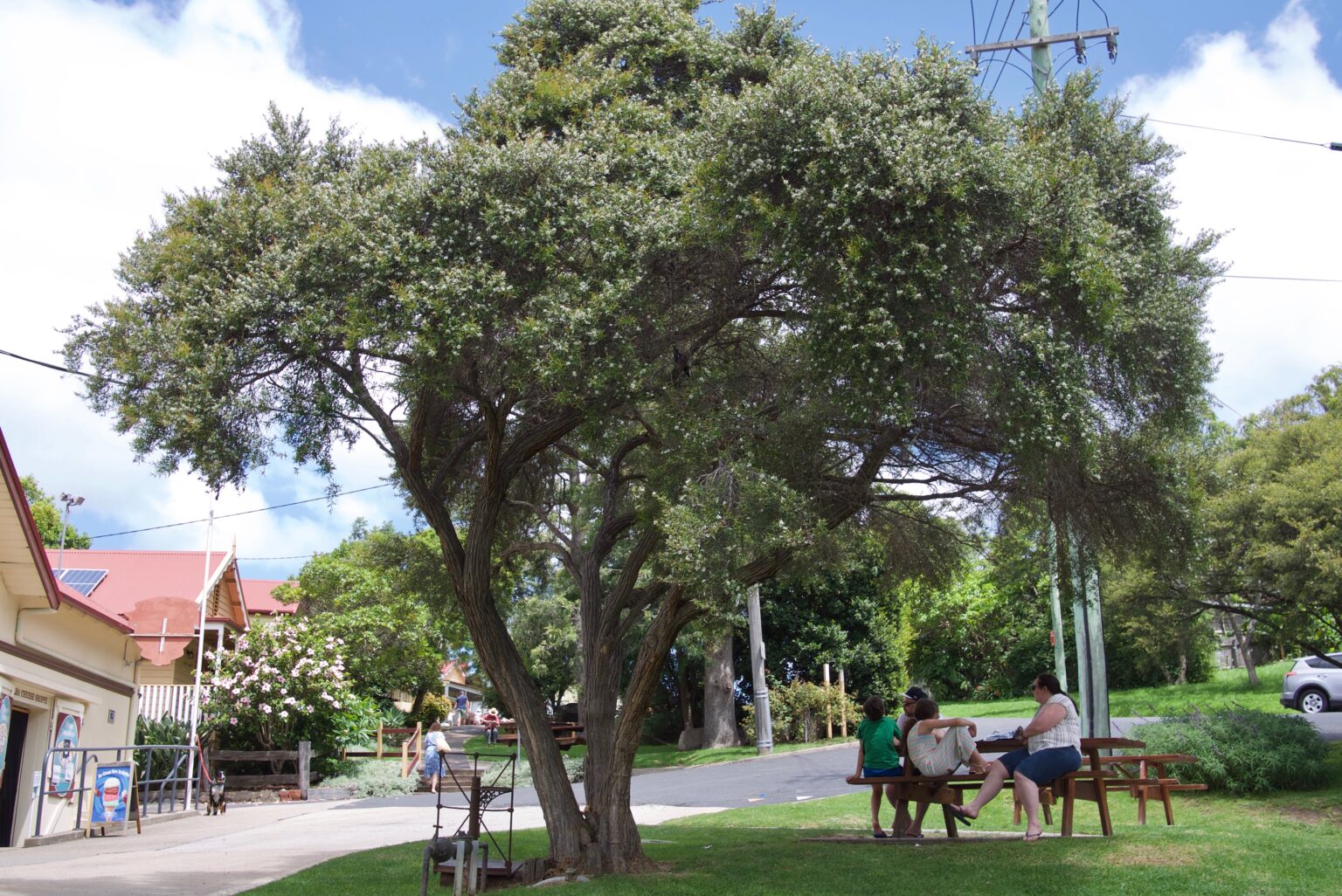 Small Scented Shade Tree: Leptospermum petersonii – Mallee Design