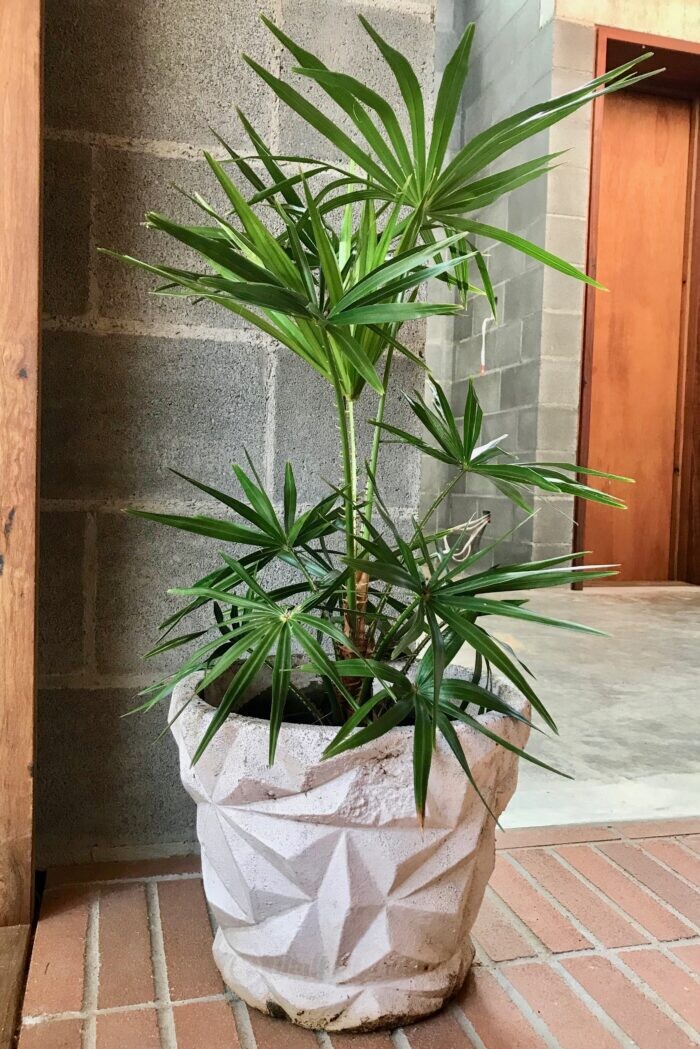 Growing Natives Indoors – Mallee Design