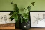 Growing Natives Indoors – Mallee Design