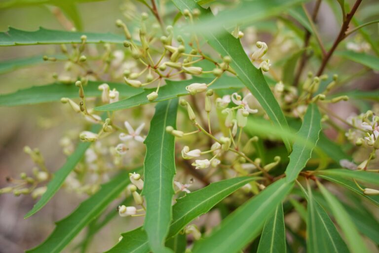 The very versatile Lomatia myricoides – Mallee Design