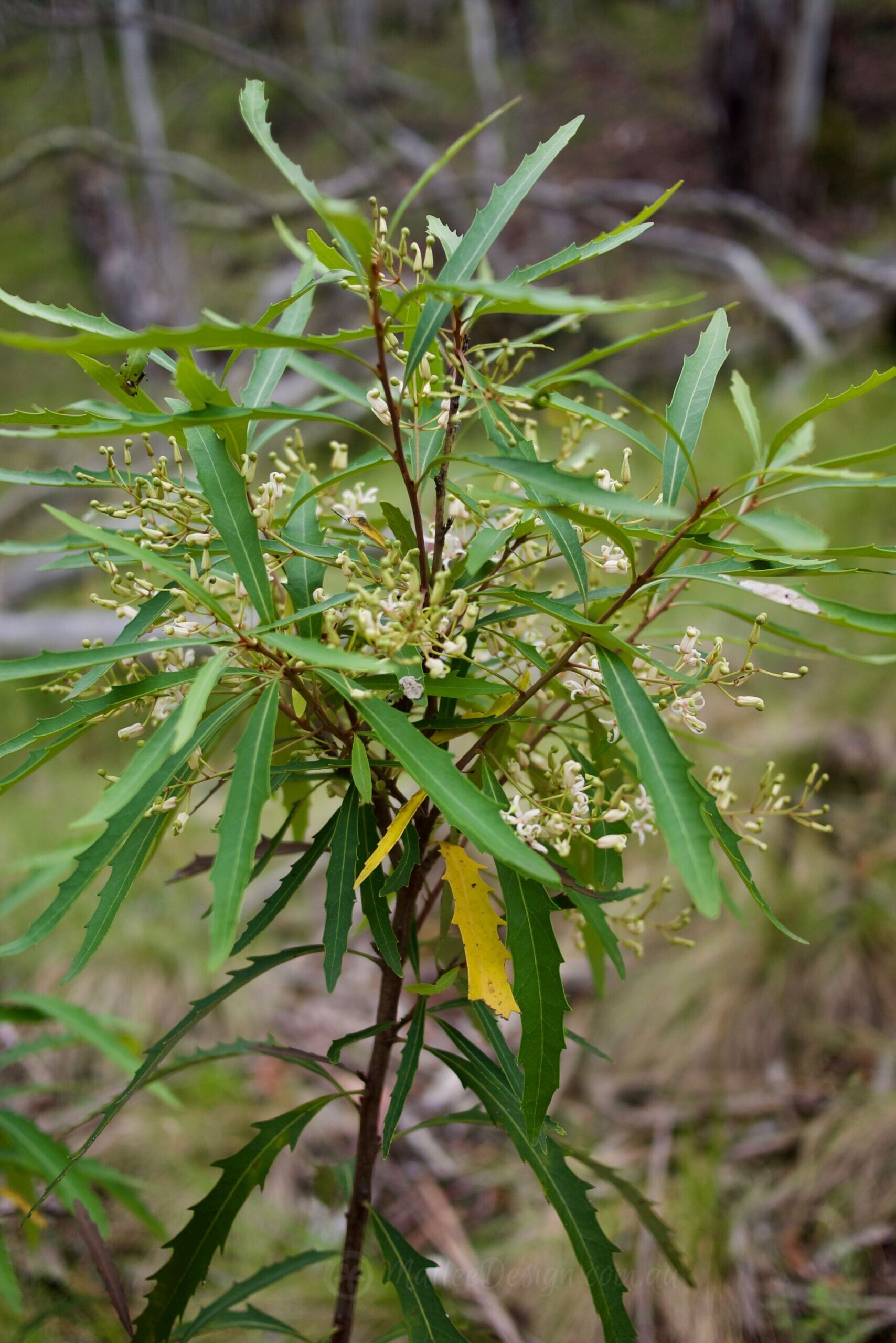 The very versatile Lomatia myricoides – Mallee Design