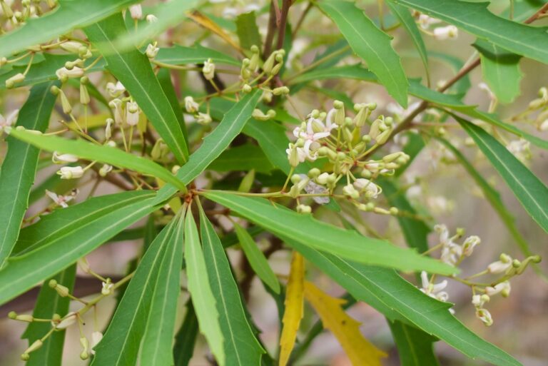 The very versatile Lomatia myricoides – Mallee Design