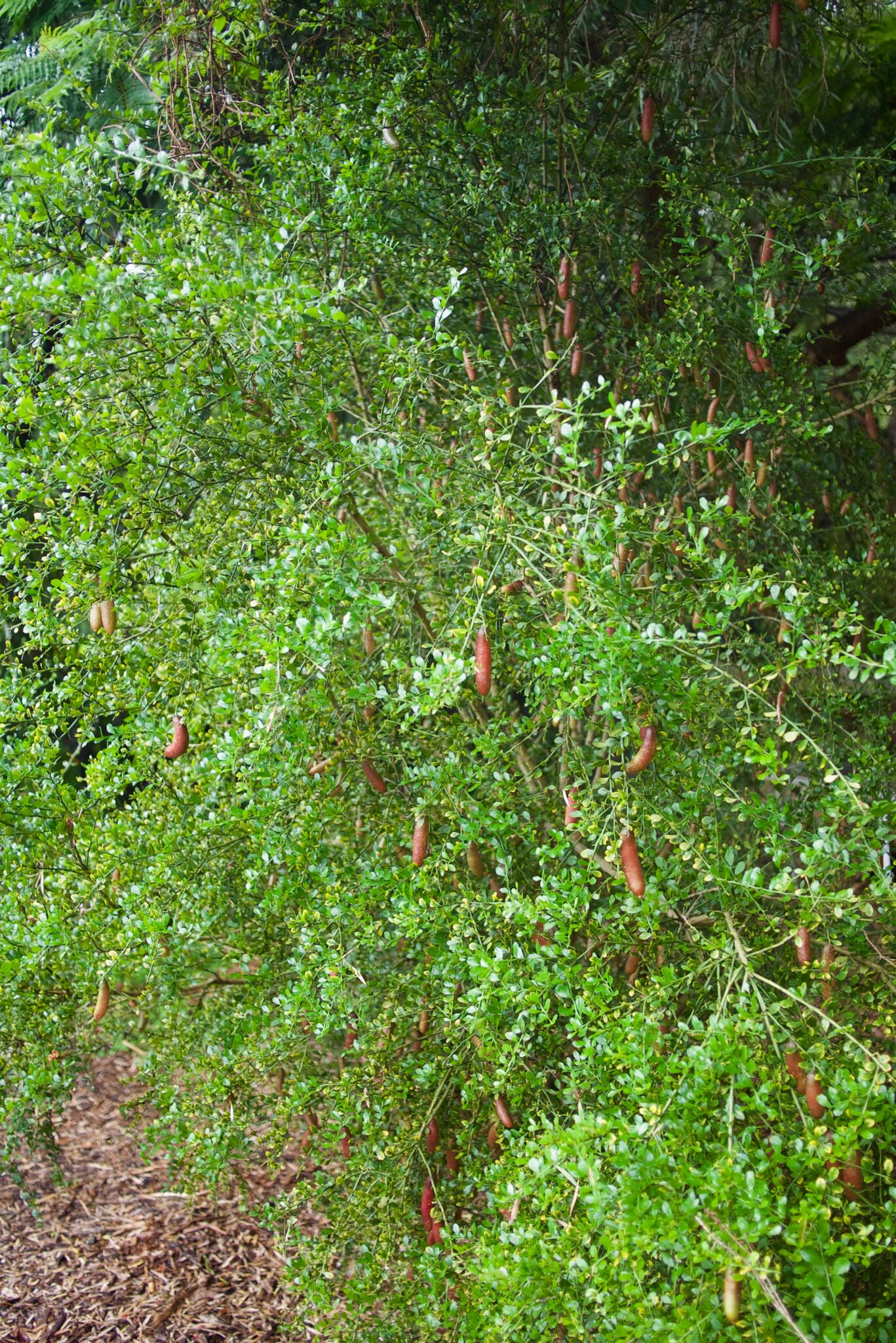 Finger Limes loving the shade – Citrus australasica – Mallee Design