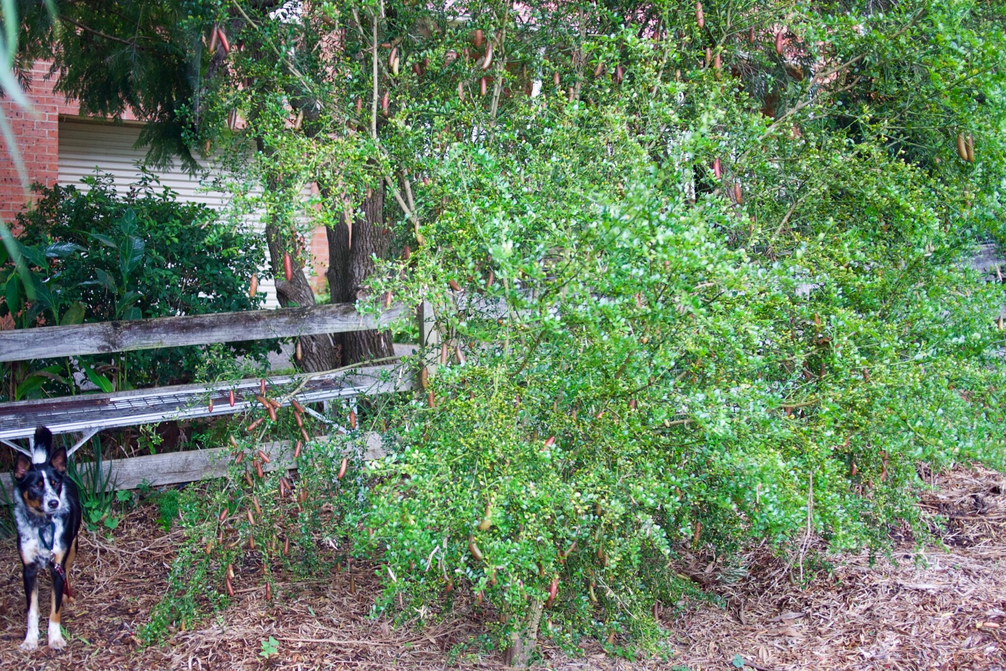 Finger Limes loving the shade – Citrus australasica – Mallee Design