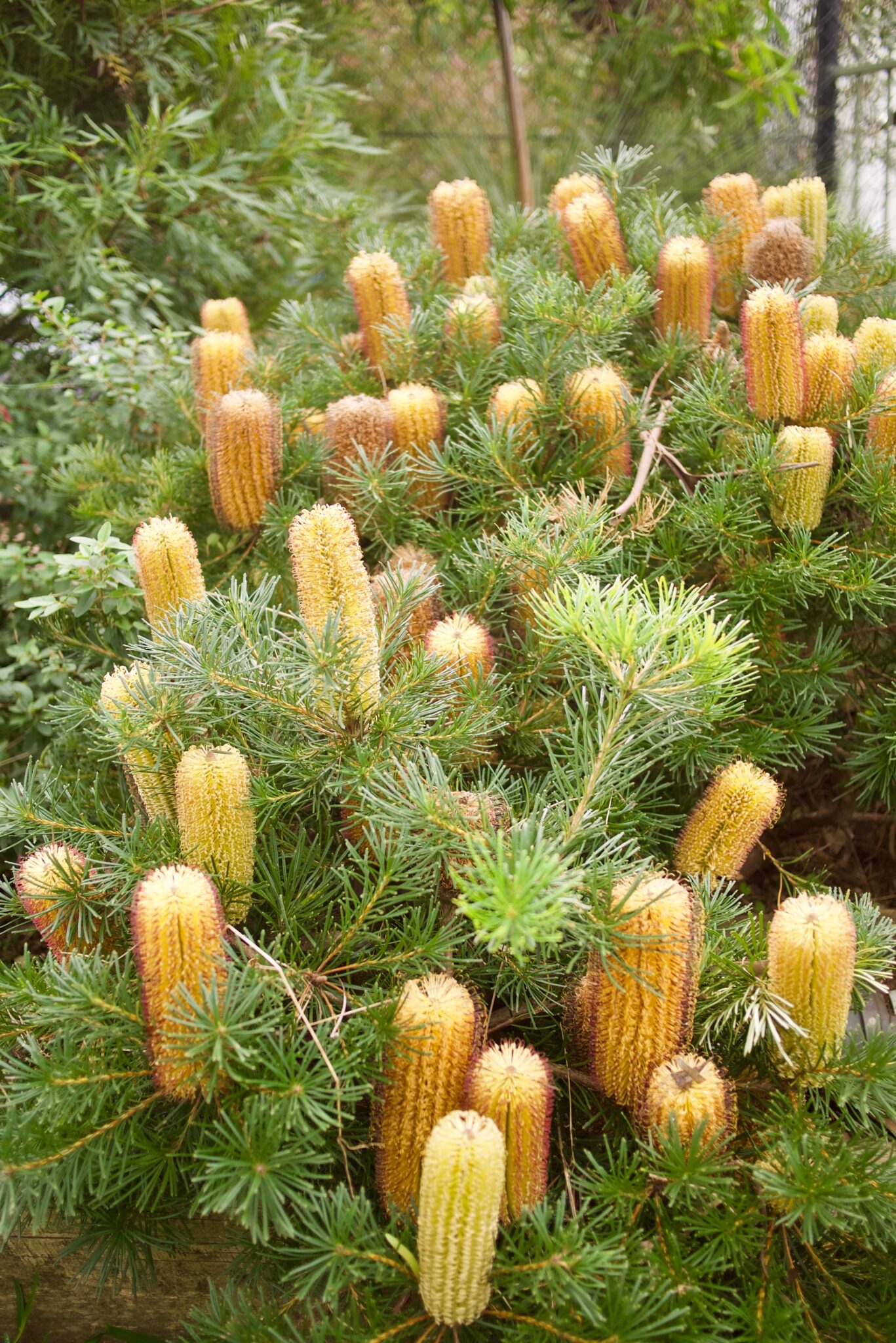 But what’s the difference? Banksia spinulosa Dwarfs – Mallee Design