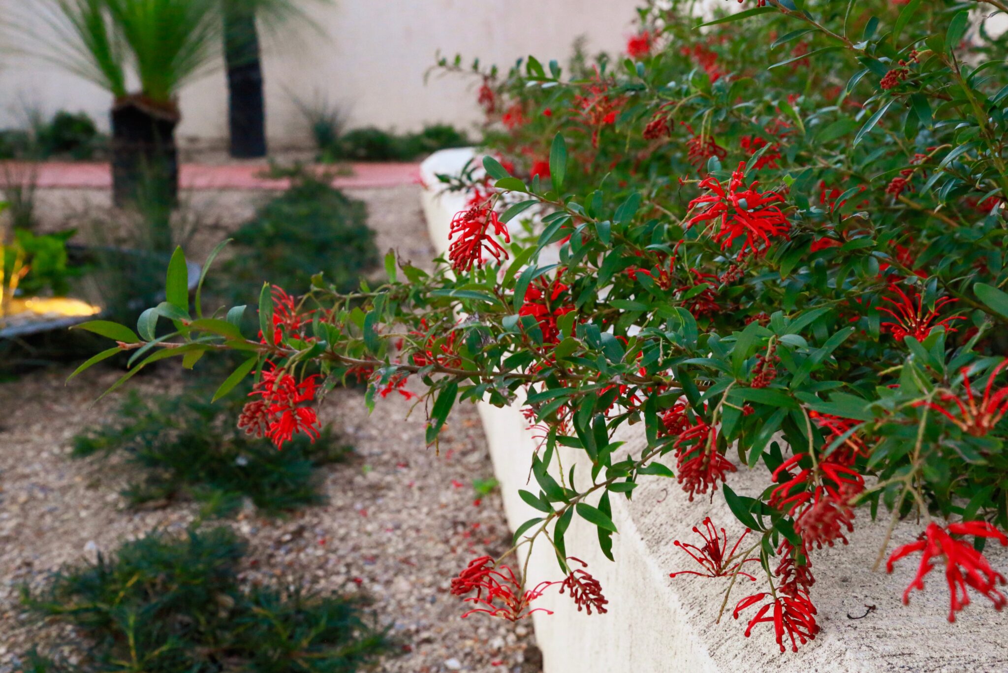 Portfolio: Haberfield Landscape Design – Mallee Design