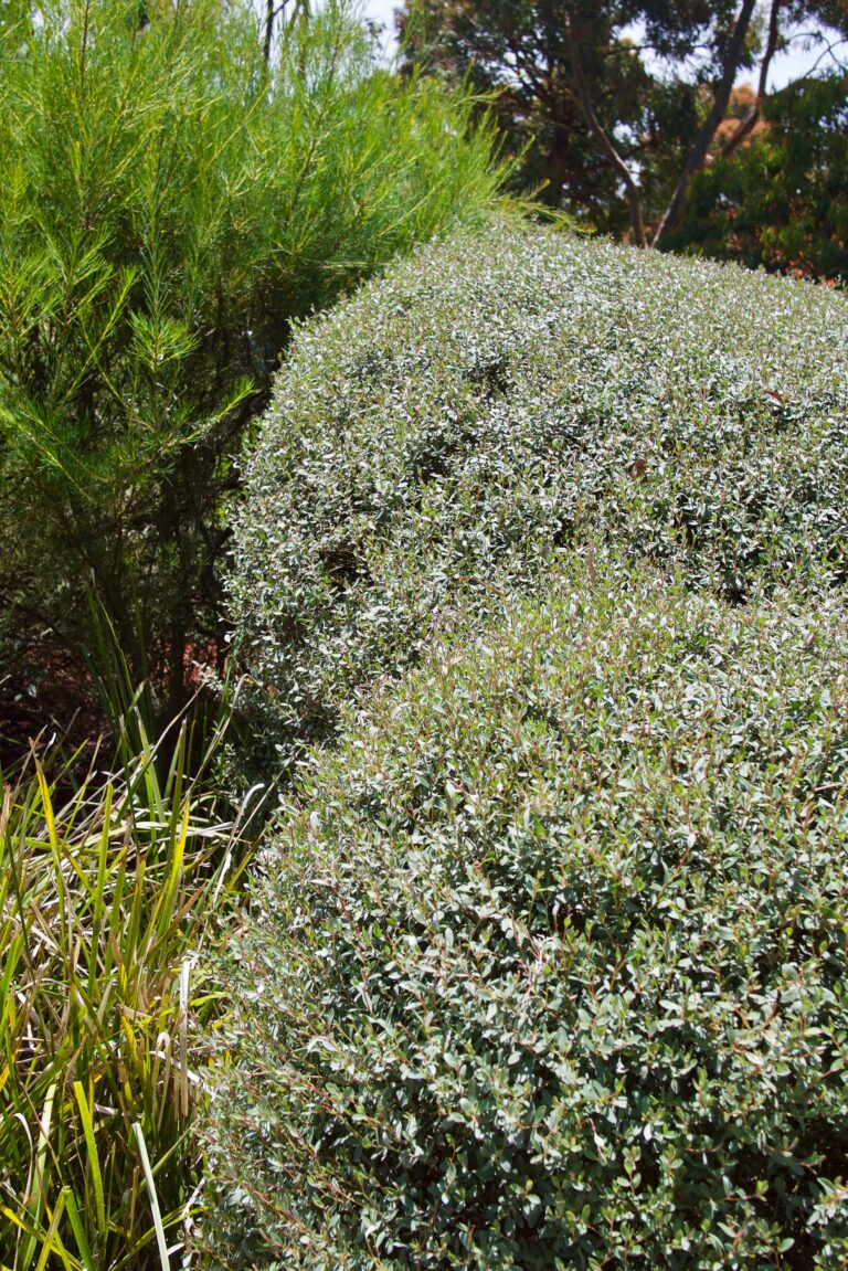 To clip or not to clip … – Mallee Design