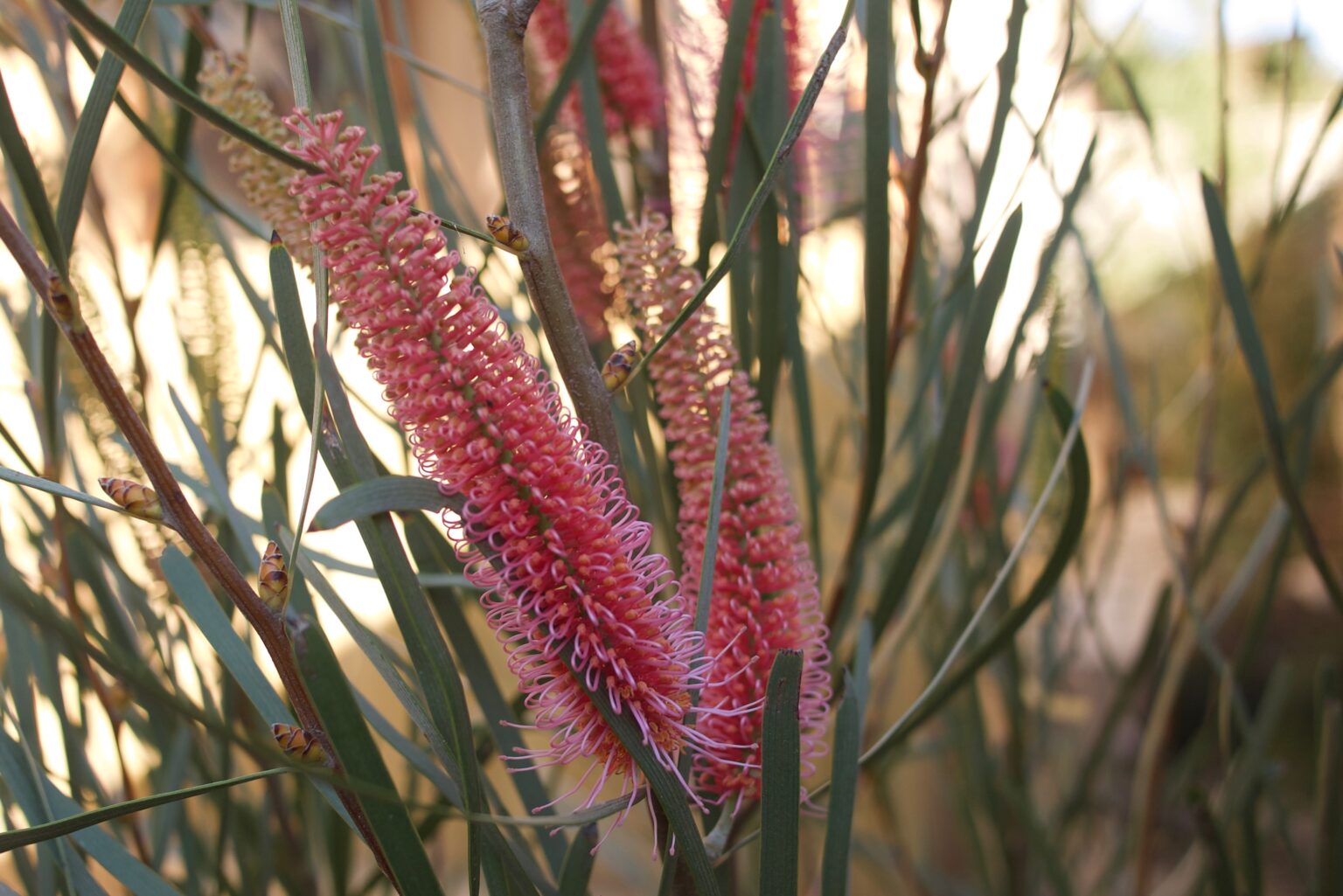 A Portrait of a Flower: Hakea francisiana – Mallee Design