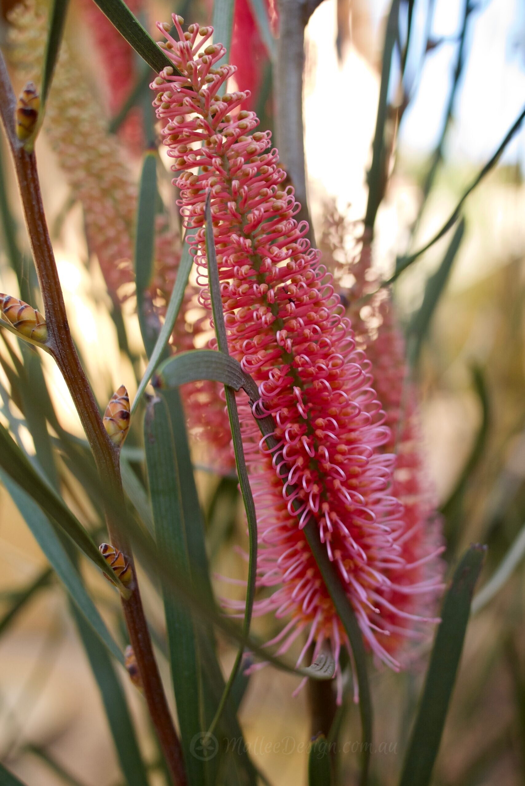 A Portrait of a Flower: Hakea francisiana – Mallee Design