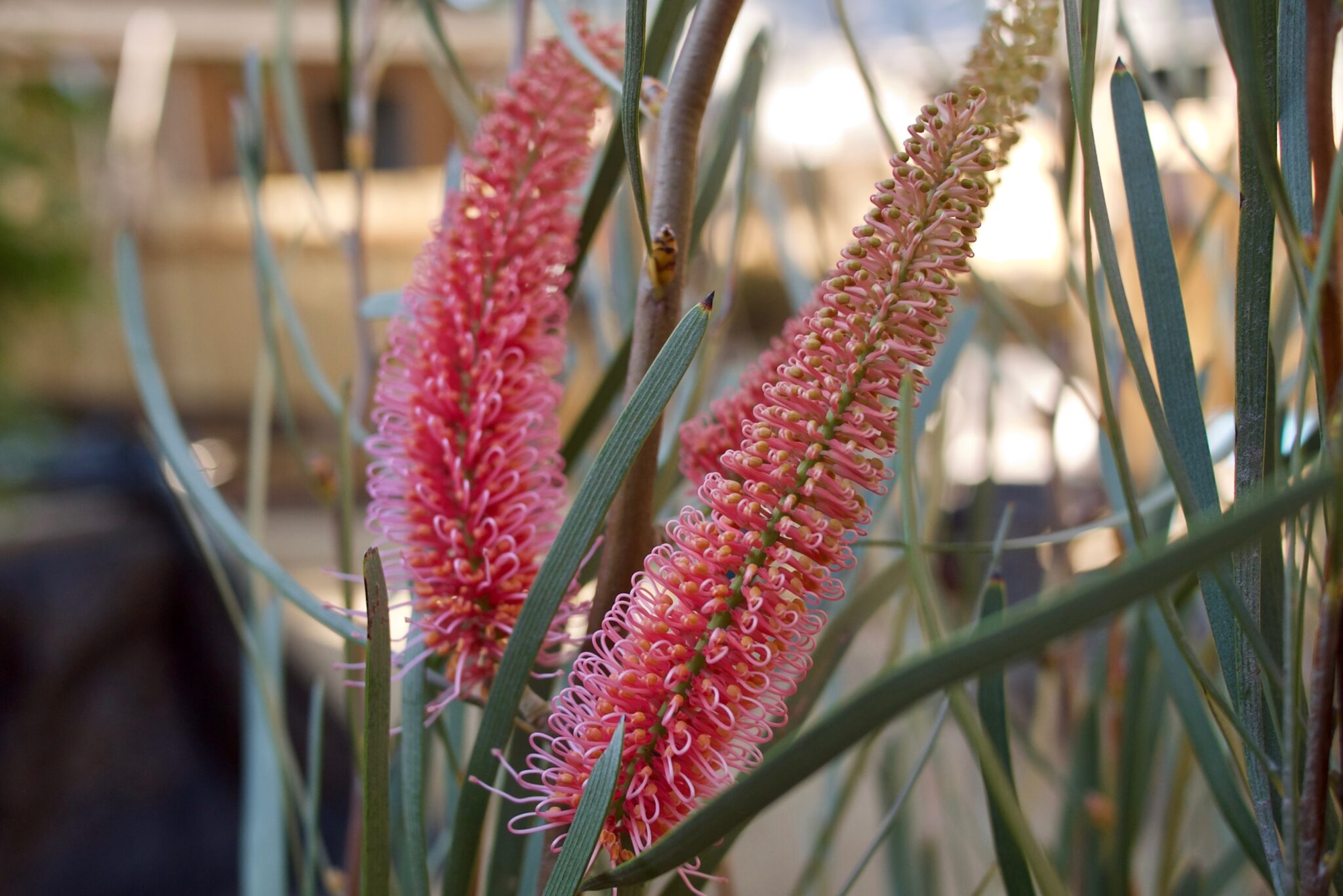 A Portrait of a Flower: Hakea francisiana – Mallee Design