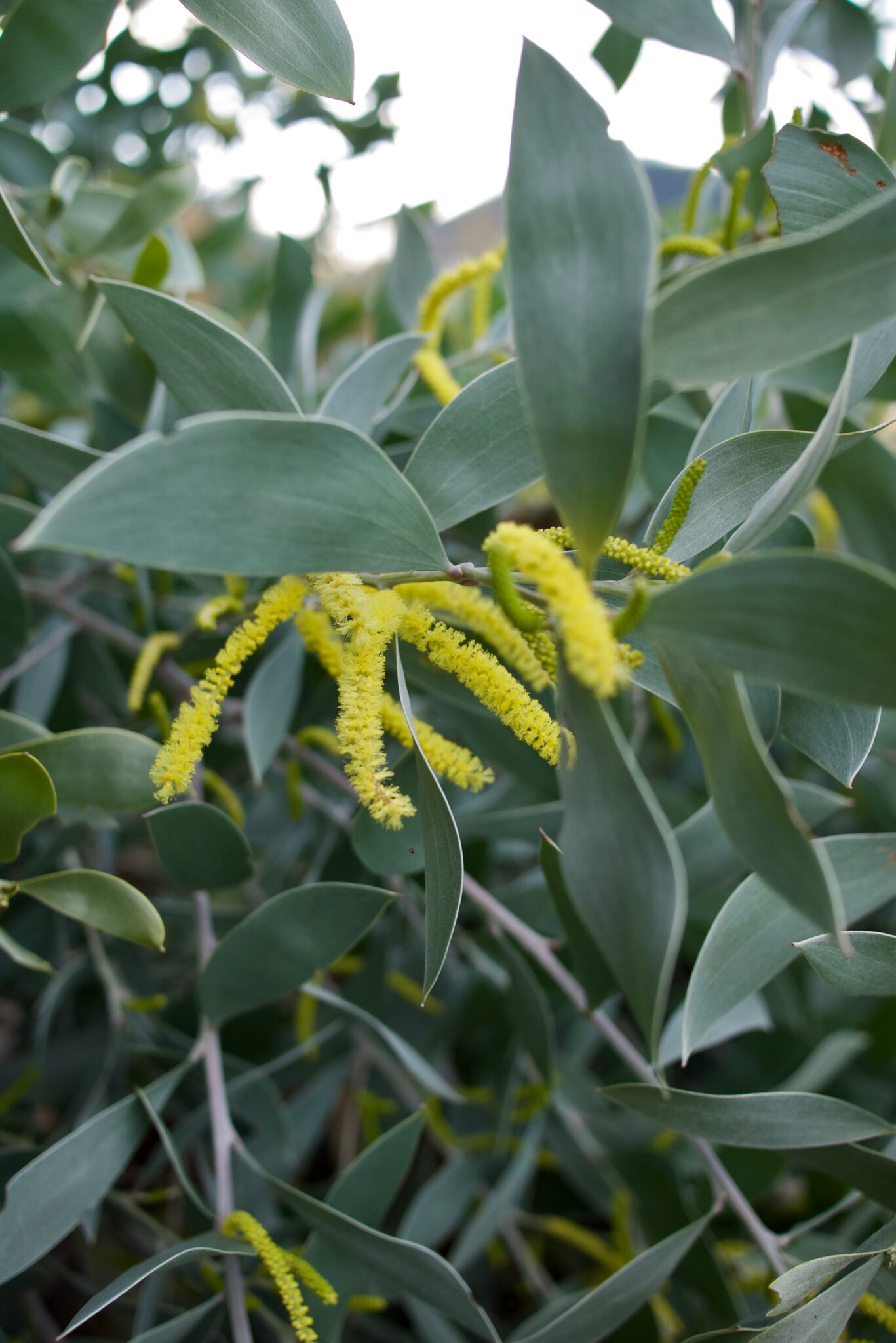 Happy National Wattle Day: Acacia binervia ‘Sterling Silver’ – Mallee ...