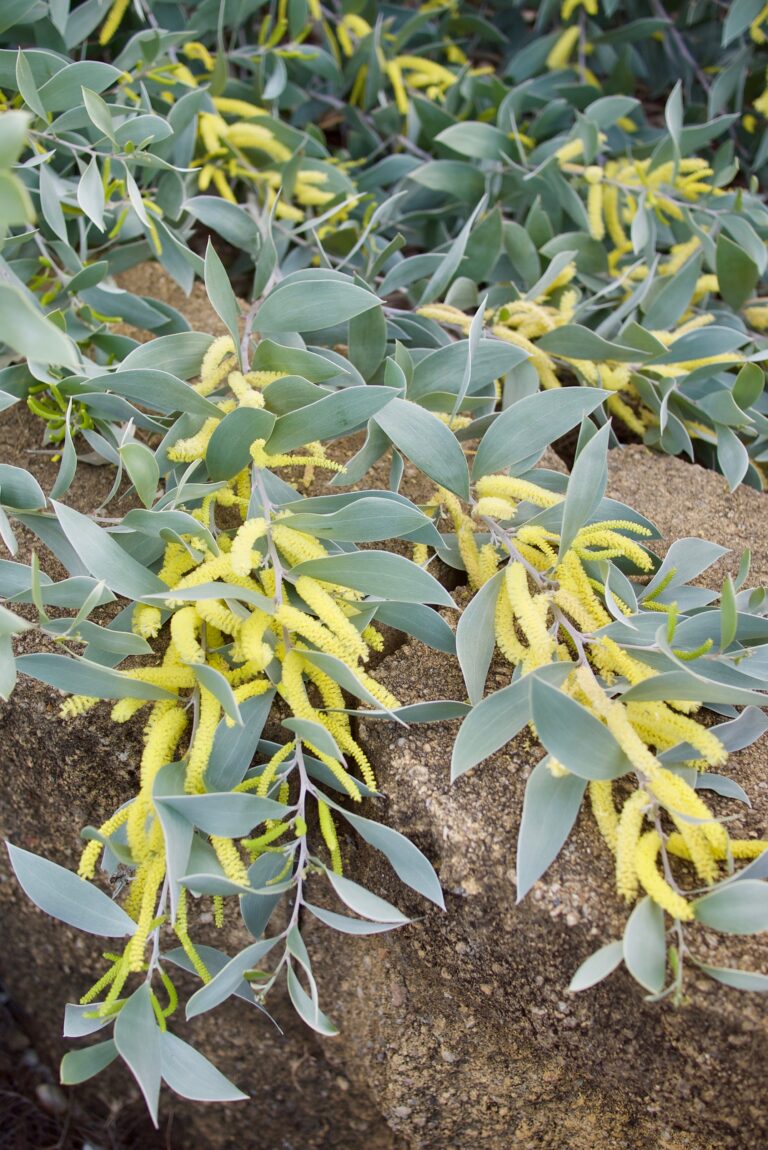 Happy National Wattle Day: Acacia binervia ‘Sterling Silver’ – Mallee ...