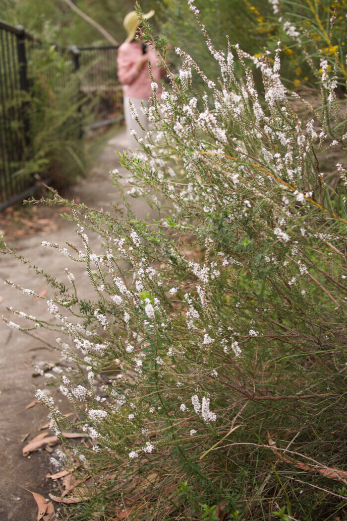 Wildflowers of the Illawarra – Mallee Design