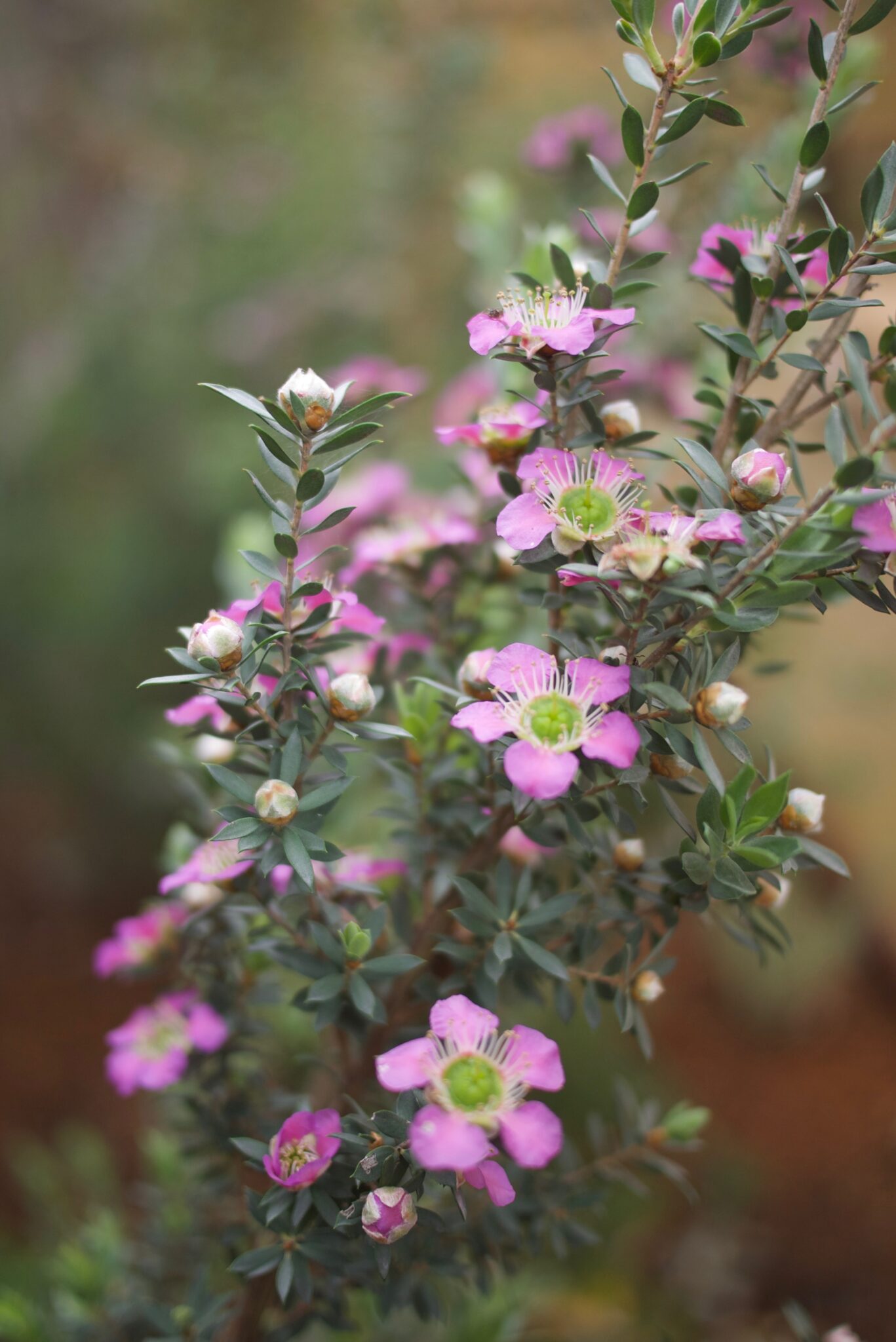 Leptospermum scoparium 'Seclusion' – Mallee Design