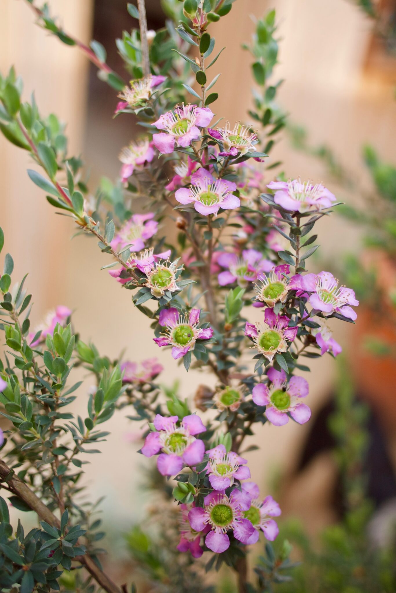 Powerful Pollinators: Leptospermums – Mallee Design
