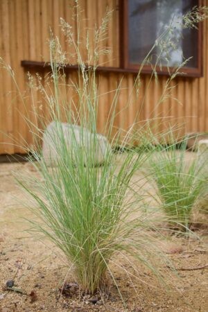 My Favourite Poa: Poa ‘Suggan Buggan’ – Mallee Design