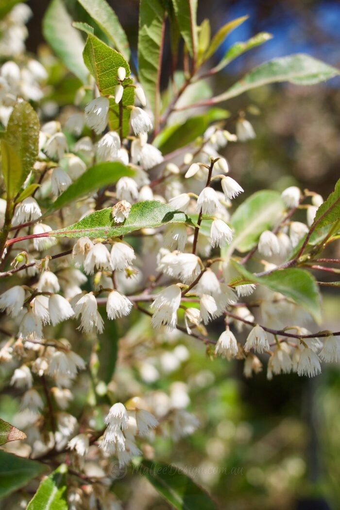 White or Pink? How do you like your Blueberry Ash? or covered in blue ...