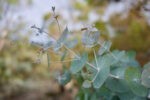 Happy Eucalyptus Day! Eucalyptus risdonii – Mallee Design