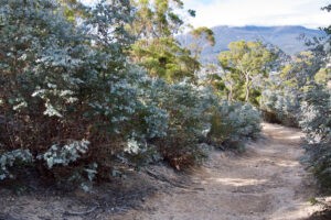 Happy Eucalyptus Day! Eucalyptus risdonii – Mallee Design