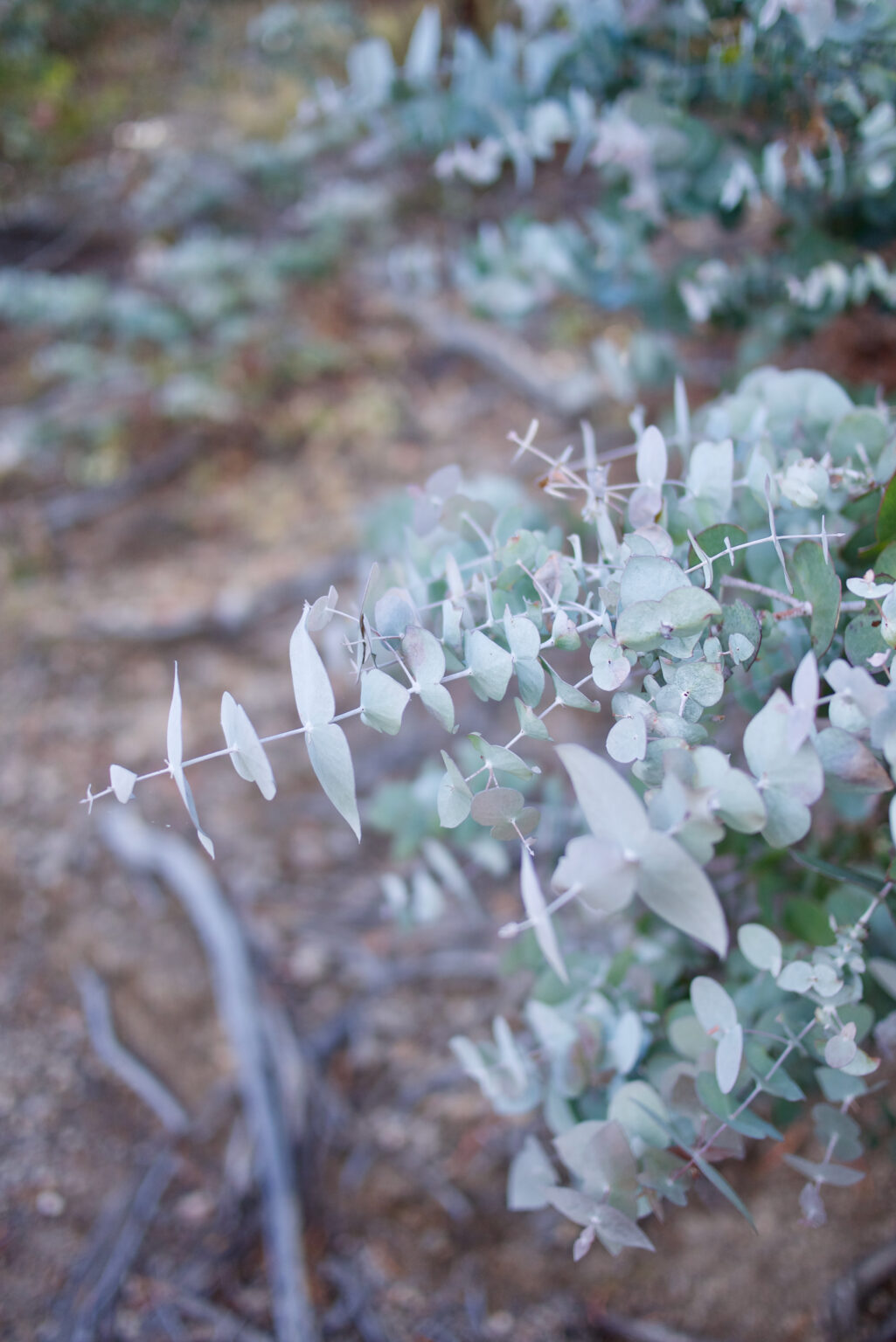 Happy Eucalyptus Day! Eucalyptus risdonii – Mallee Design