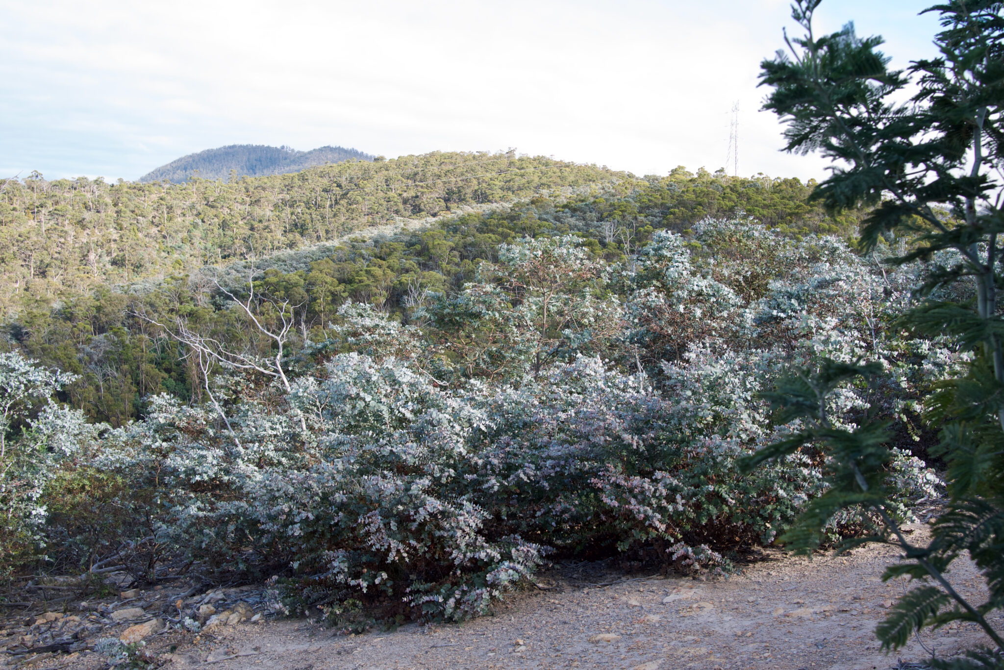 Happy Eucalyptus Day! Eucalyptus risdonii – Mallee Design