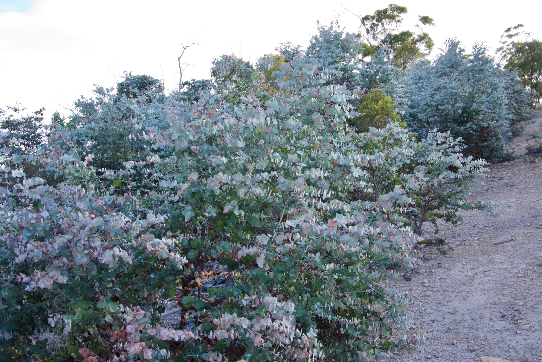 Happy Eucalyptus Day! Eucalyptus risdonii – Mallee Design