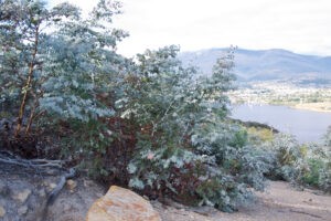 Happy Eucalyptus Day! Eucalyptus risdonii – Mallee Design