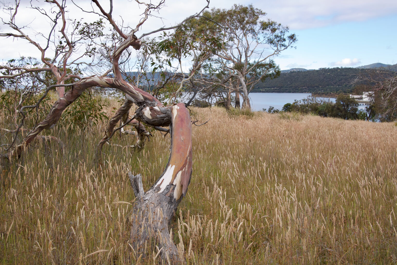 Happy Eucalyptus Day! Eucalyptus risdonii – Mallee Design
