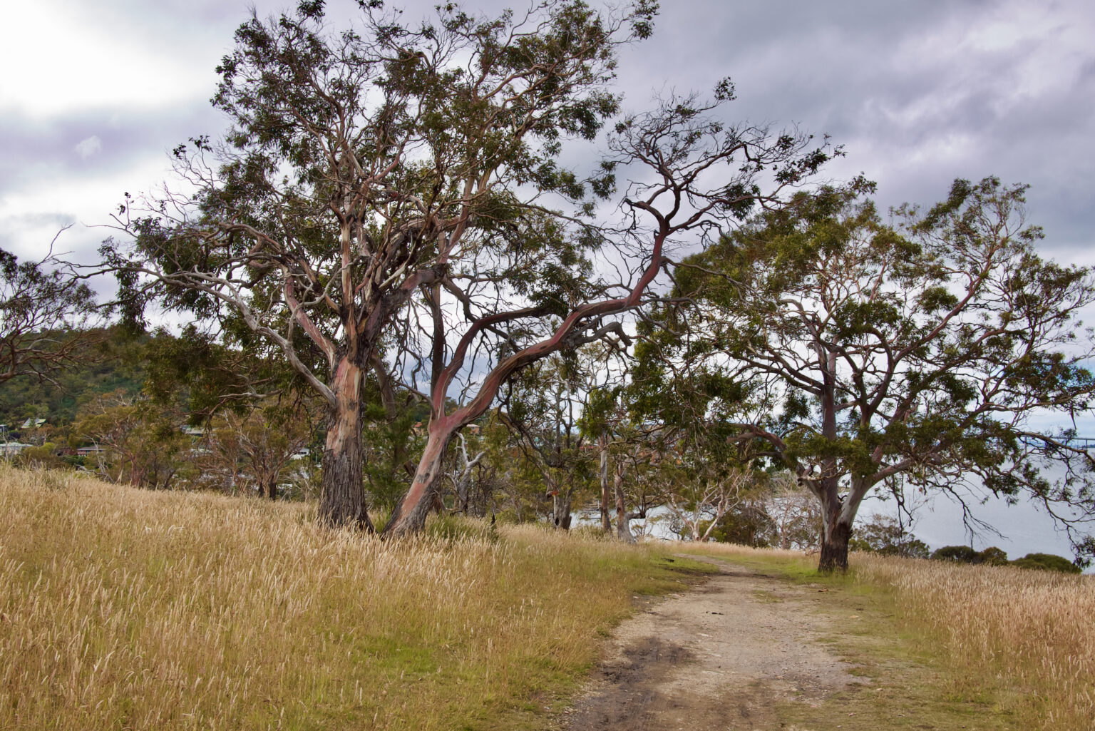 Happy Eucalyptus Day! Eucalyptus risdonii – Mallee Design